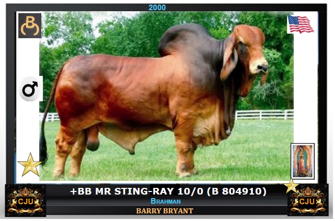 CEBÚ ♥ ♥ ♥ ZEBÚ♔♕♖♗♘ LA PASIÓN POR EL #CEBÚ #ZEBU: +BB MR STING-RAY 10/ ...
