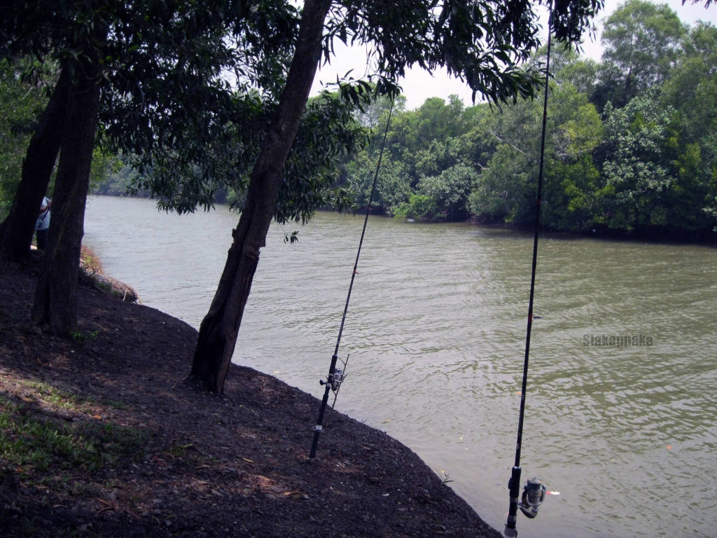Sungai Kerteh | Siakappaka