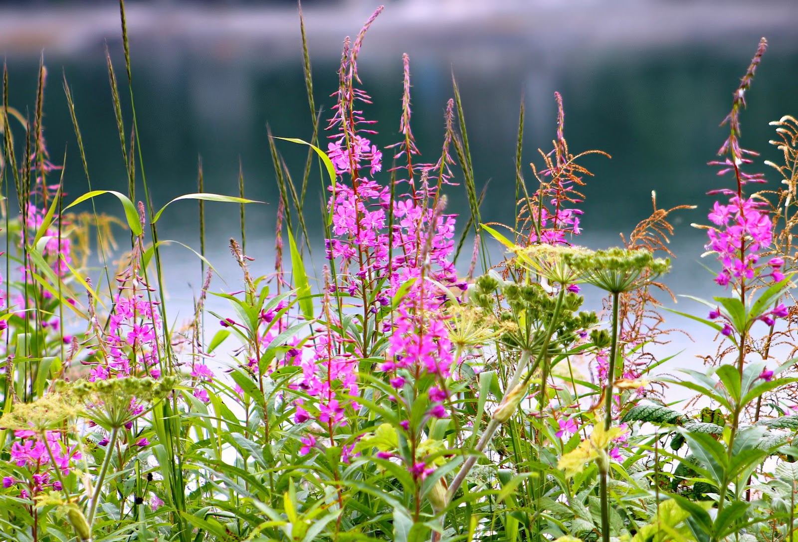 Sandra's Alaska Photography: Mid-July 2012: An Afternoon "Out the Road ...