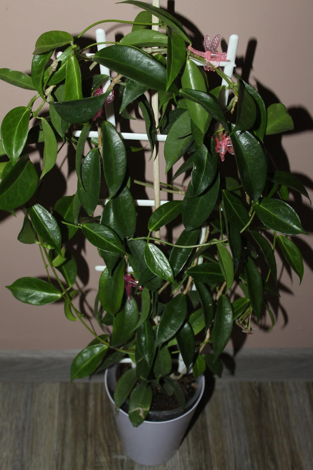 Hoyapassion: Hoya rubida