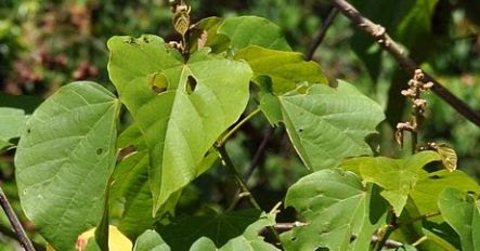 7 Khasiat Tanaman Paliasa Atau Katimaha Untuk Kesehatan | Khasiat