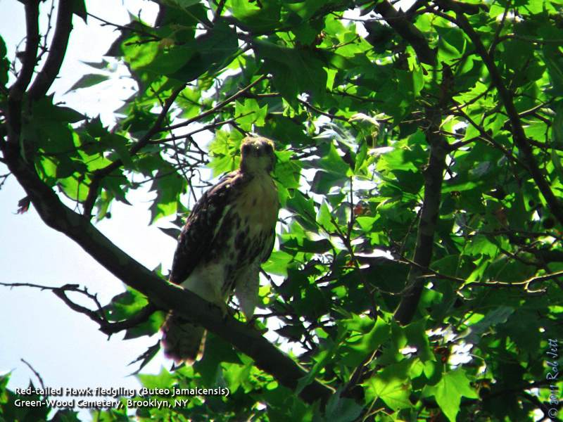 The City Birder: Hawks & a Whistle-Pig