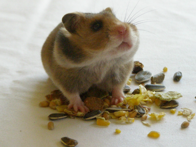 Makanan Manusia Bila Diberikan Pada Hamster