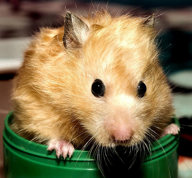 Why do we bake cookies and cook bacon?: December 2011