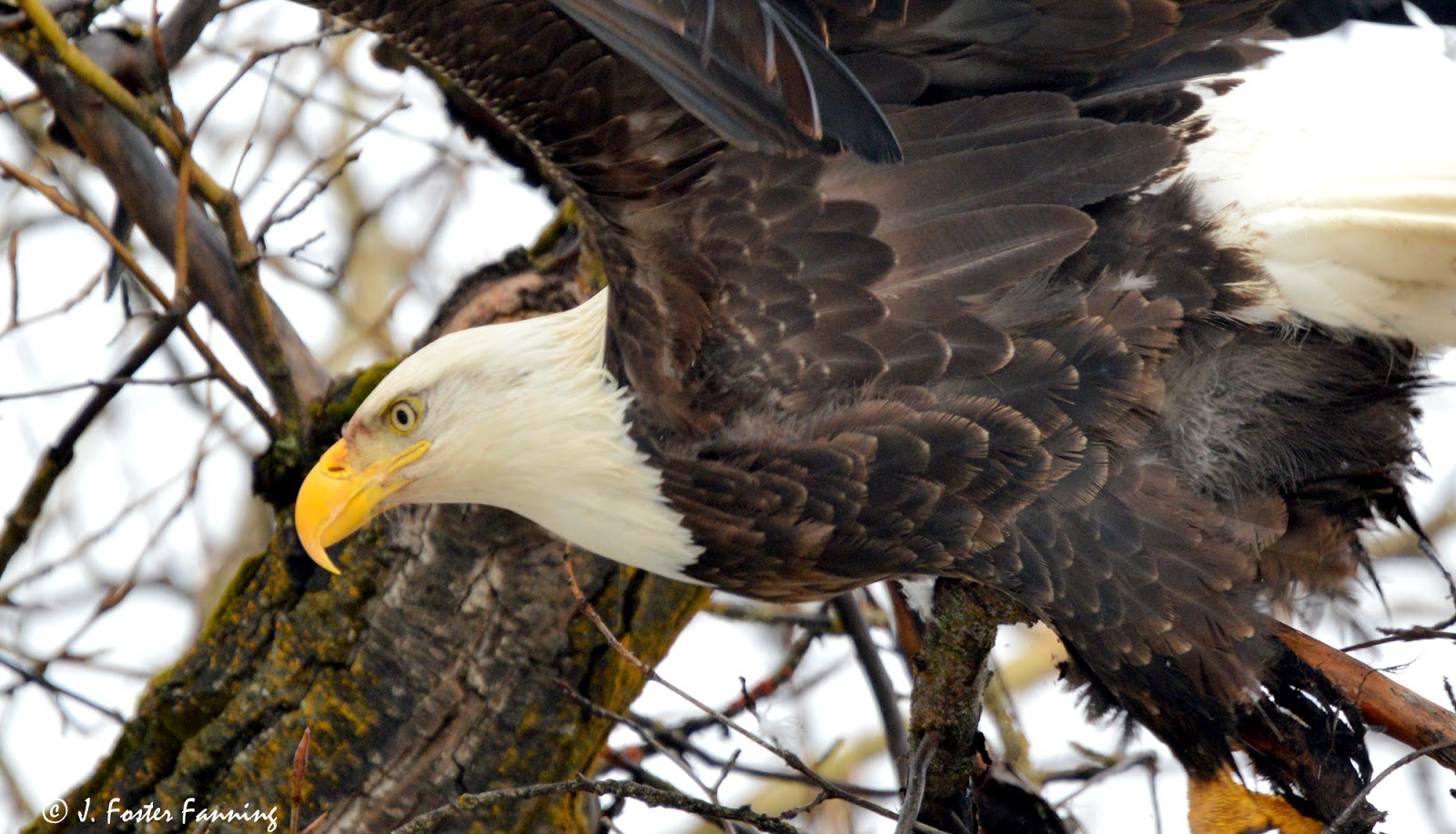 Ferry County, Washington State, U.S.A.: Bald Eagles of Ferry County