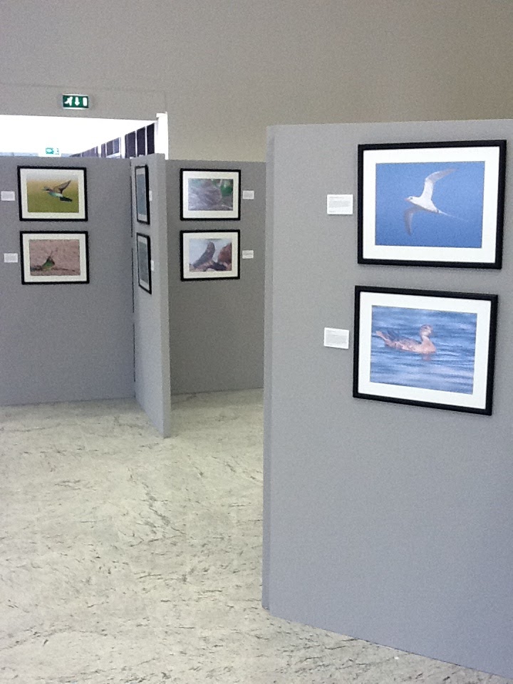 Qatar University Law Librarian Blog: Opening Ceremony, new QU Library