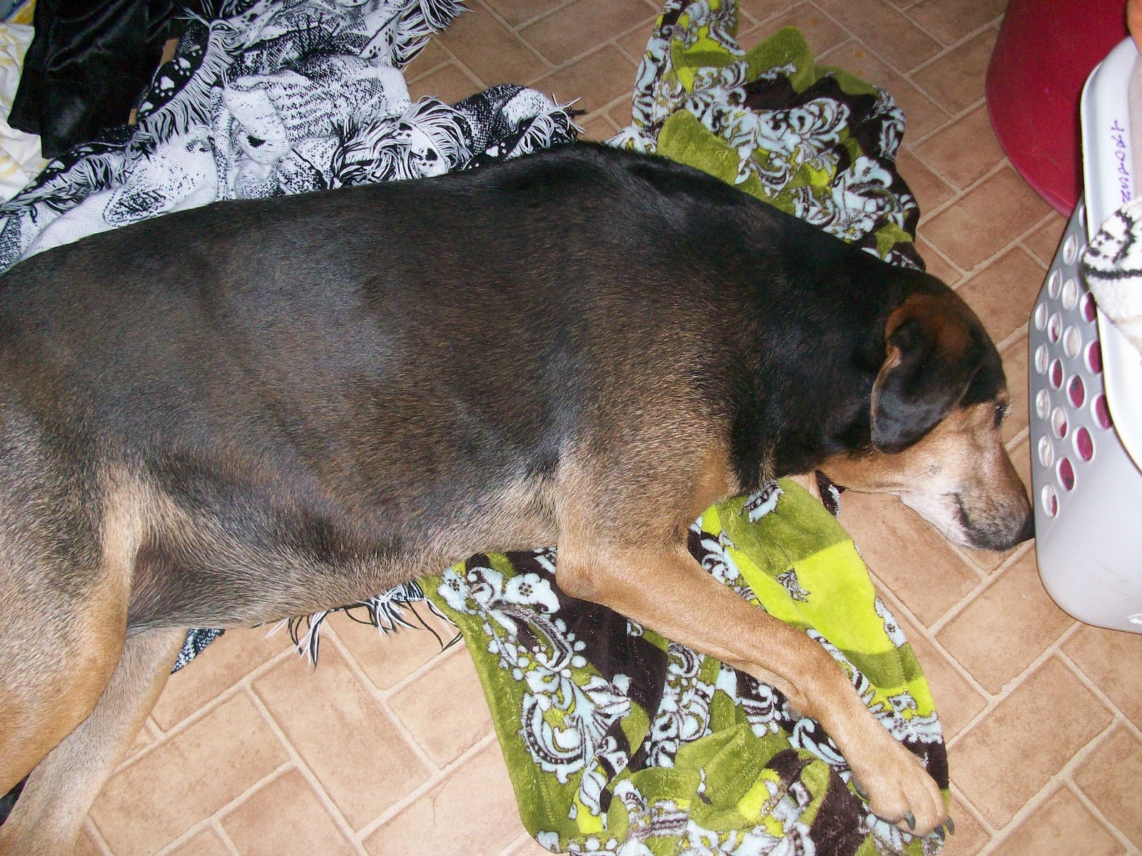 Pink Paisley Hedgehog