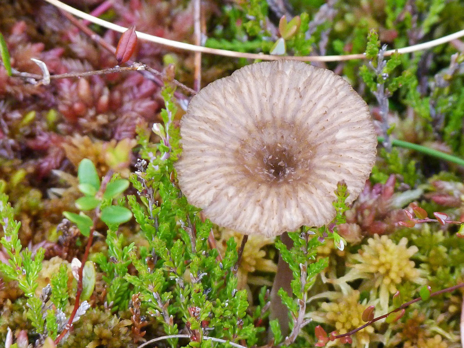 My Nature Photography: Little Things in the Forest by the Lake