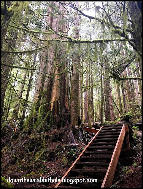 Down the Wrabbit Hole - The Travel Bucket List: Avatar Grove: Forest of ...