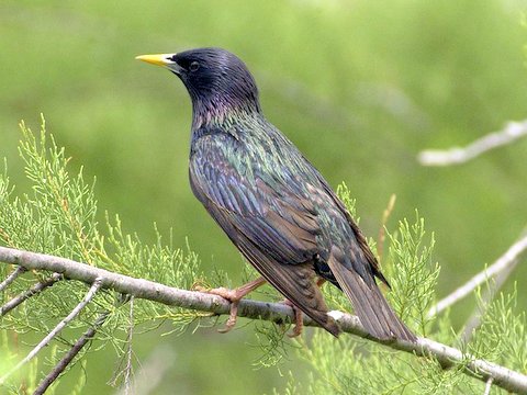 "Bird Poop" of north Texas: The bird we all love to hate; Starlings