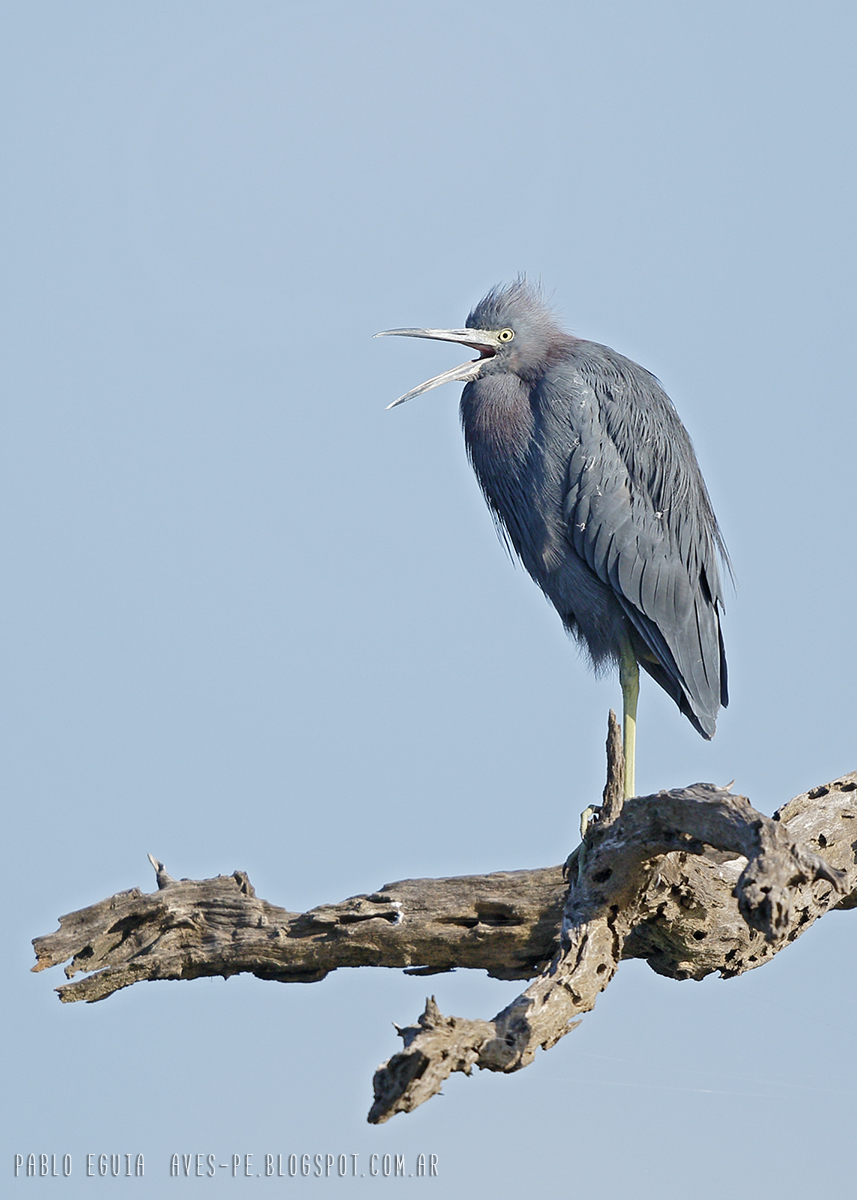 mis fotos de aves: Egretta caerulea Garza Azul Little Blue Heron