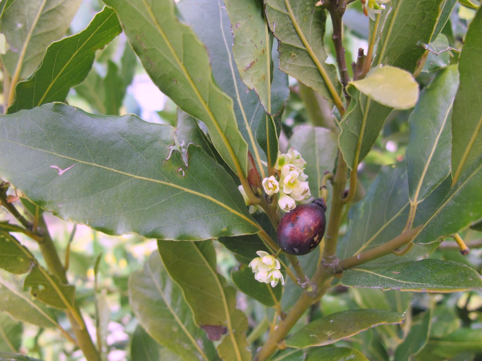 FLORA NEL SALENTO e.. anche altrove: Laurus nobilis L. - Lauraceae ...