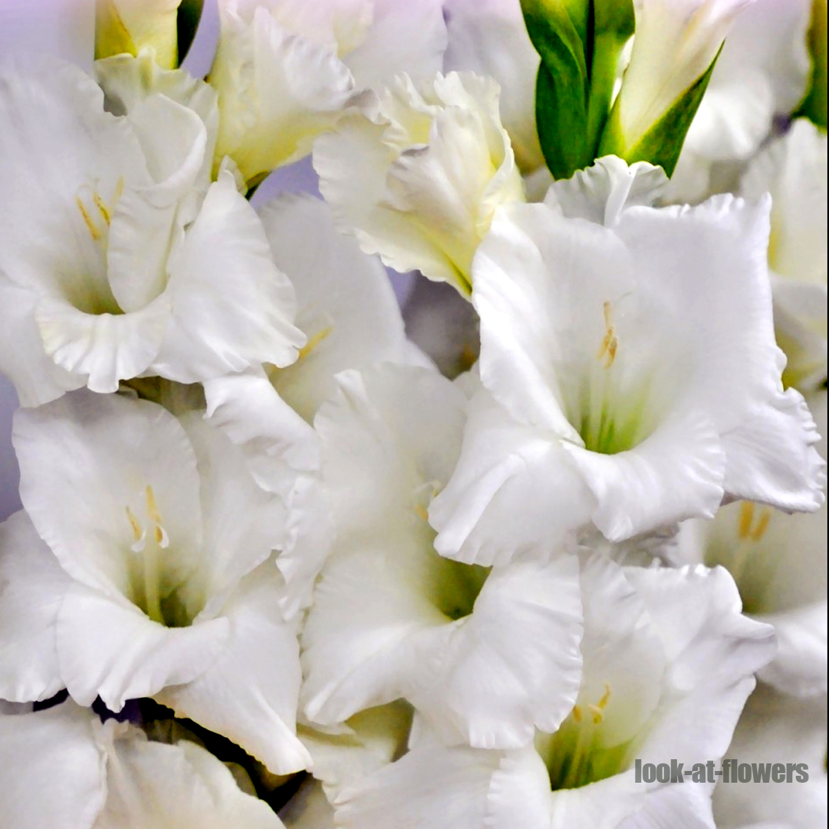 White gladiolus|Pictures of flowers