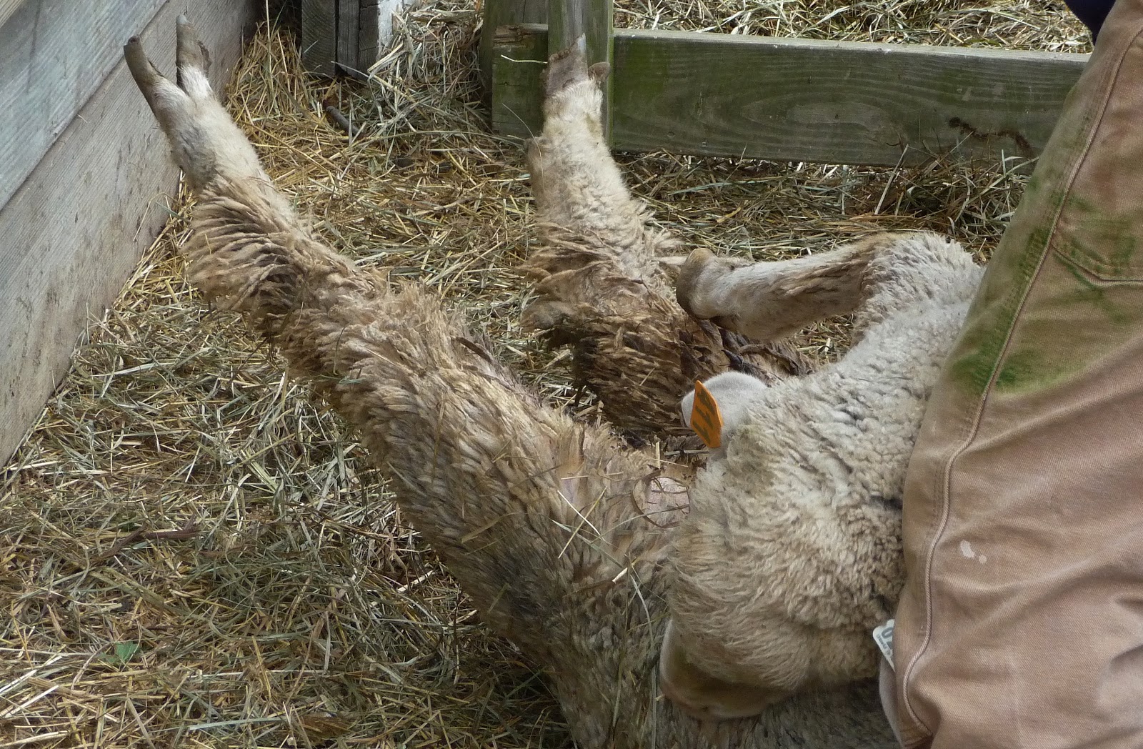 Wild Rose Farm: Ram In At Wild Rose Farm!