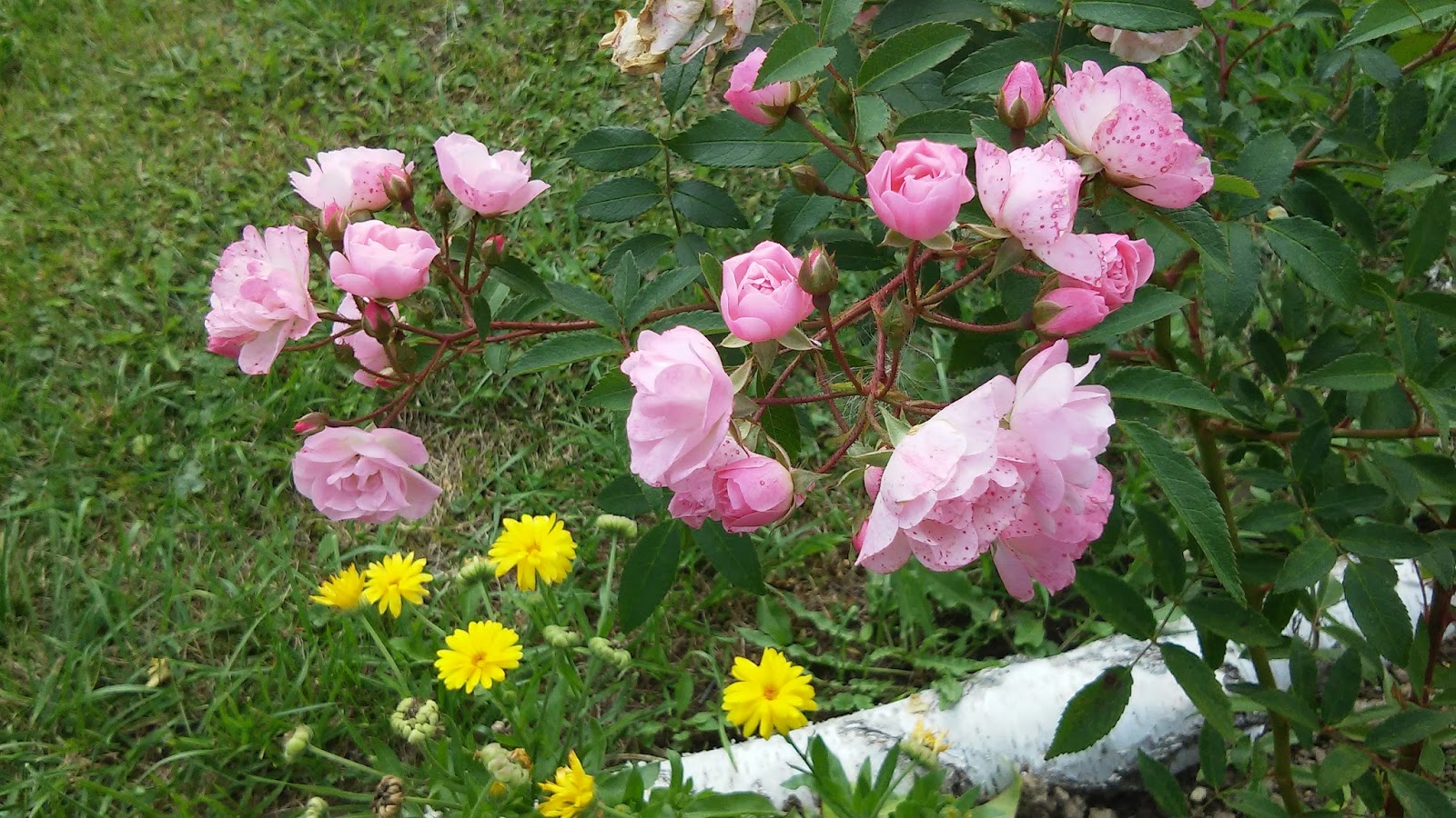 Ranczo Elma: Róża (Rosa) Heavenly Pink