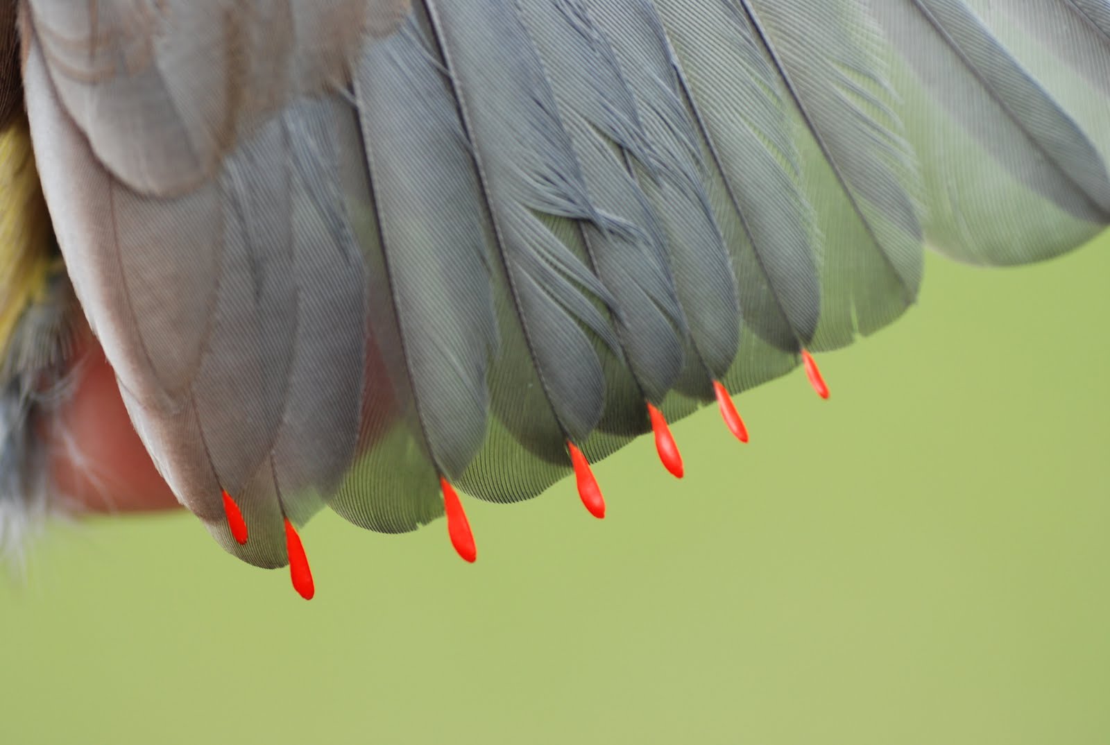 Minnesota Birdnerd: So That's Why They're Called Waxwings