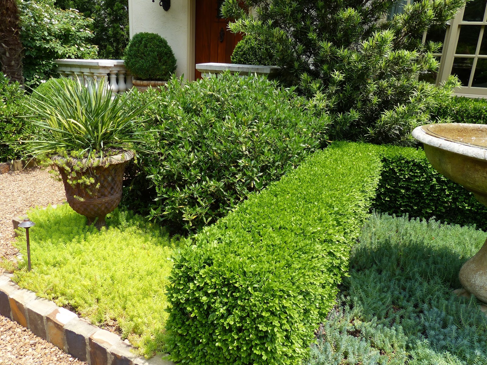 Best Dwarf Hedge Plants at William Marciniak blog