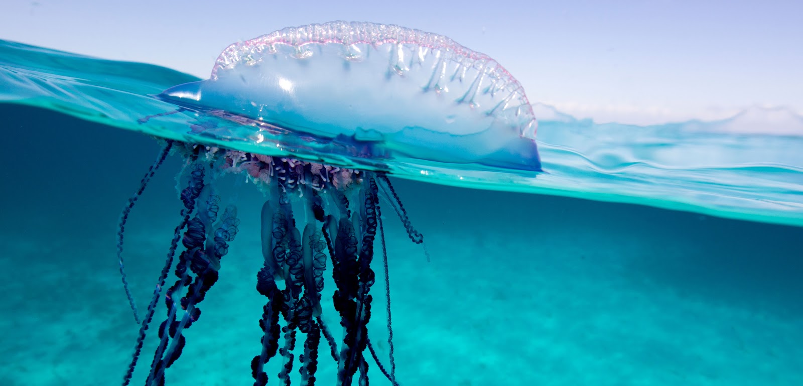 Clancy Tucker's Blog: 26 June 2018 - FACTS ABOUT THE AMAZING JELLYFISH