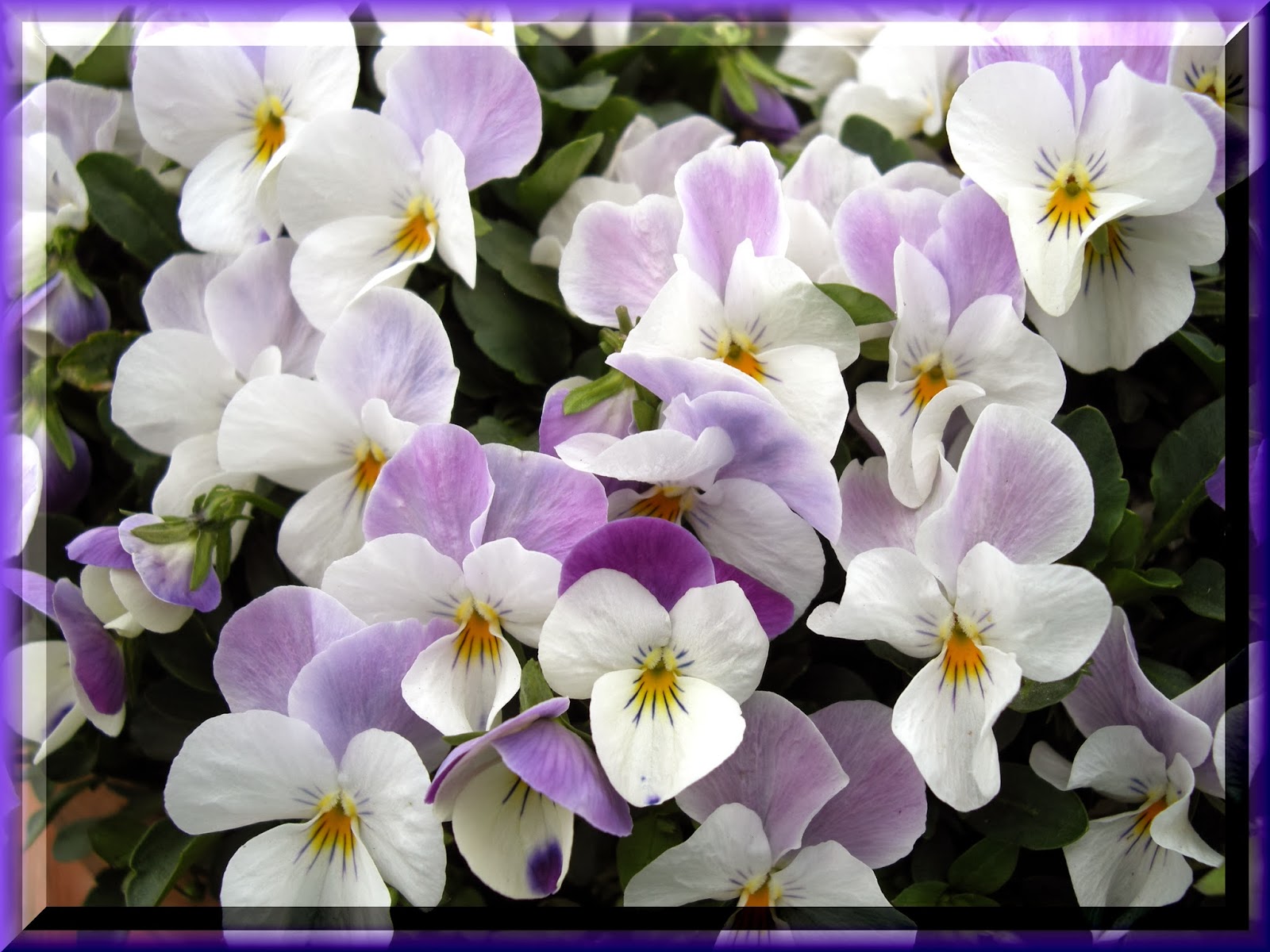 De tuin in bloei: Viooltjes