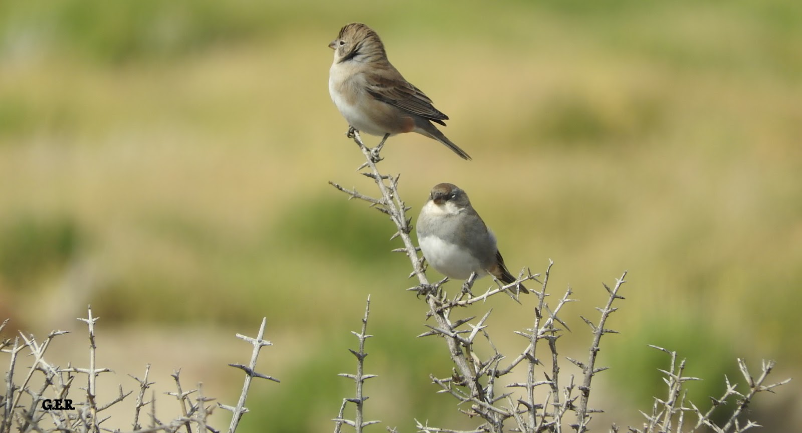 Aves del Golfo San Jorge: Diuca común (Diuca diuca)