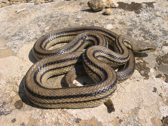 El ojo del buitre: Culebra de cuatro rayas (Elaphe quatuorlineata)