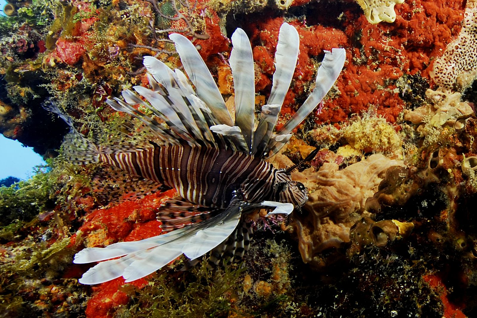Lion Fish | The Life of Animals