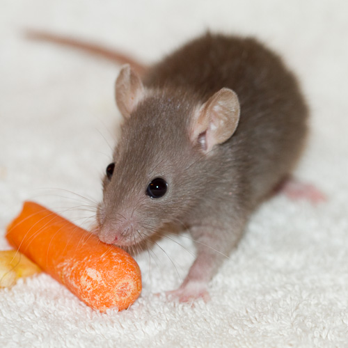 Rats From Mars Fancy Rat Rattery Phoenix Arizona Harley Dumbo Rats