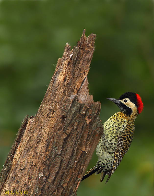 AVES NUESTRAS: CARPINTERO REAL