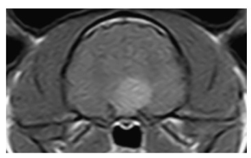 Insights into Veterinary Endocrinology: Pituitary MRI Imaging in Cats ...