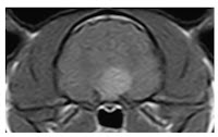 Insights into Veterinary Endocrinology: Pituitary MRI Imaging in Cats ...