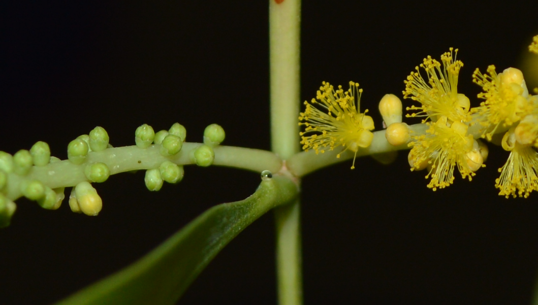 Fabaceae - Leguminosae no Brasil: Acacia