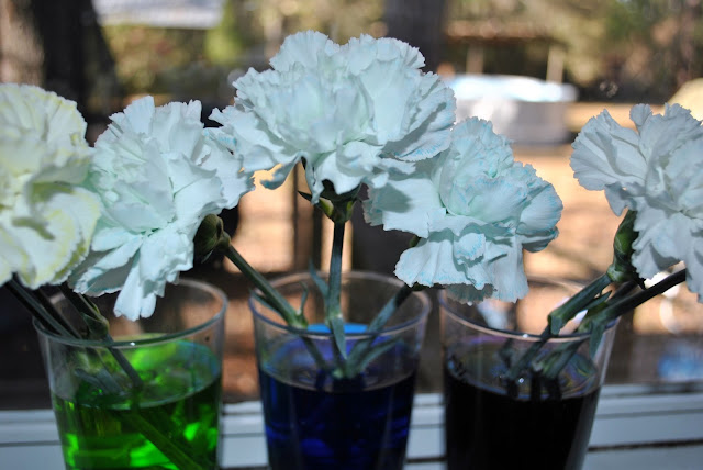 Life With 4 Boys: Vascular Plant Circulation Experiment