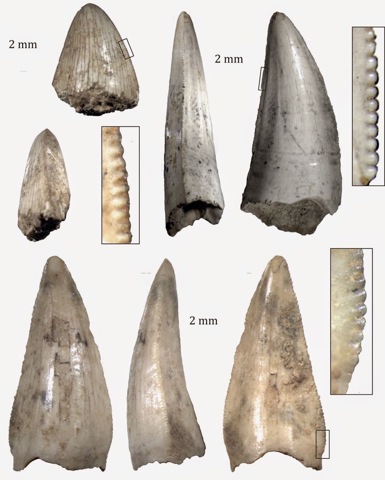 Sciency Thoughts: Teeth and osteoderms of a Sebecosuchian ...