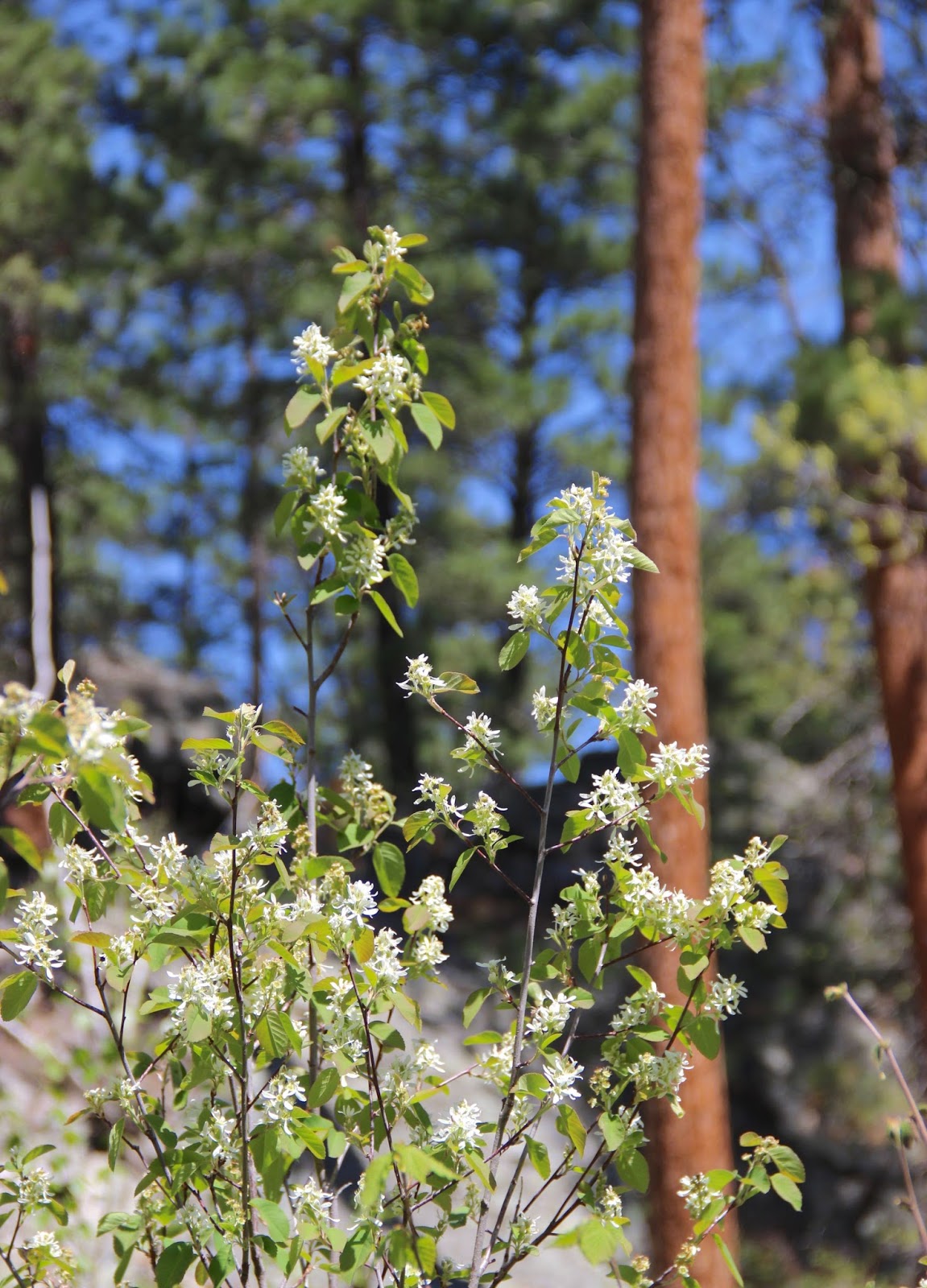 In the Company of Plants and Rocks: Juneberry Dreams