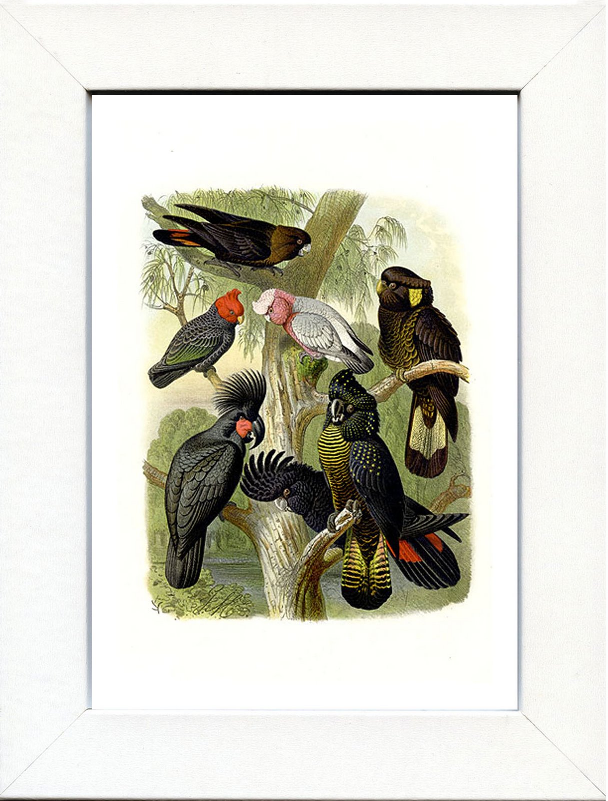 jjjewel.resimlerim: PAPAĞAN TEMALI RESİMLER