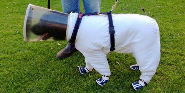 Raise a Green Dog!: Saving the bees, one dog at a time!