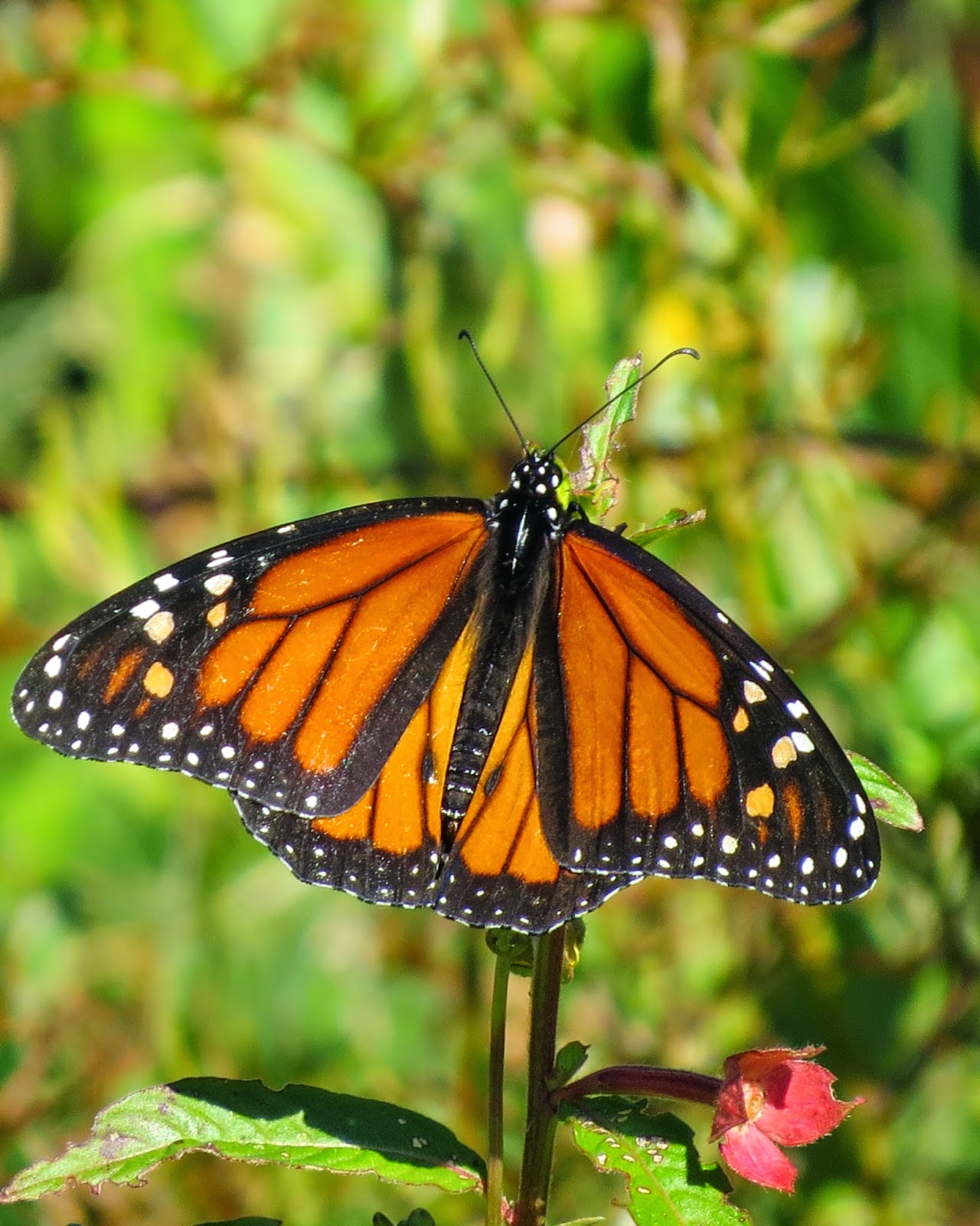 Things with Wings: Florida Butterflies