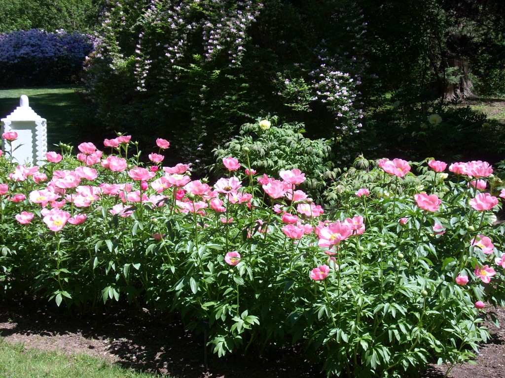Naomi's Garden: peony gardens and sellers