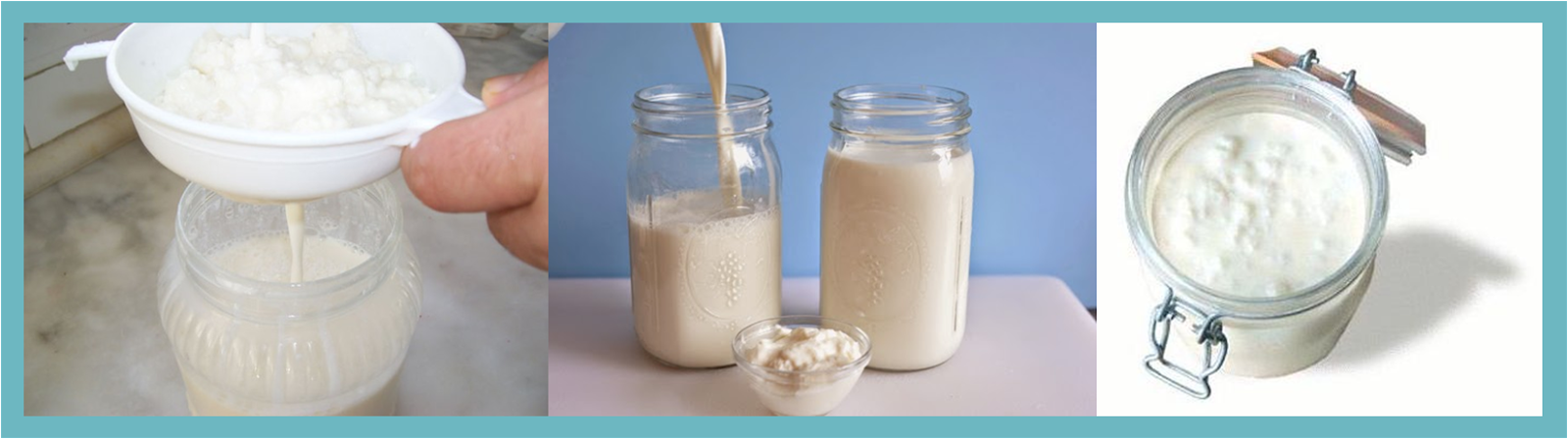 CREE + BIENESTAR SHOP: KEFIR CULTIVOS QUE TE DEVUELVEN LA VIDA