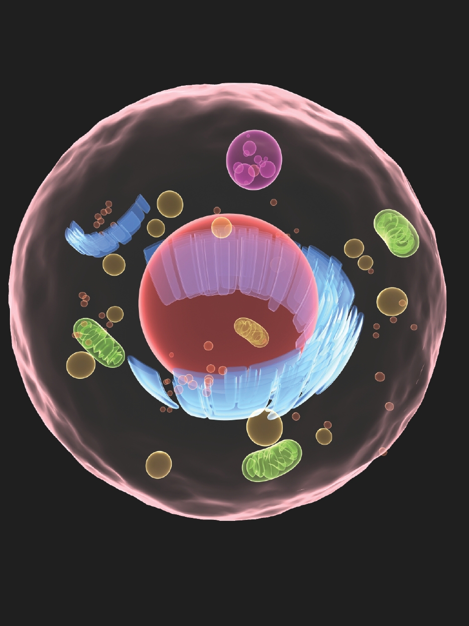 Eukariotinė ląstelė ~ Mikrobiologija - kas tai?