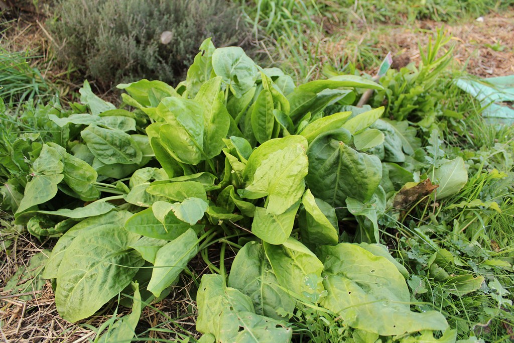 Seminte si plante de gradina hobby: Macris