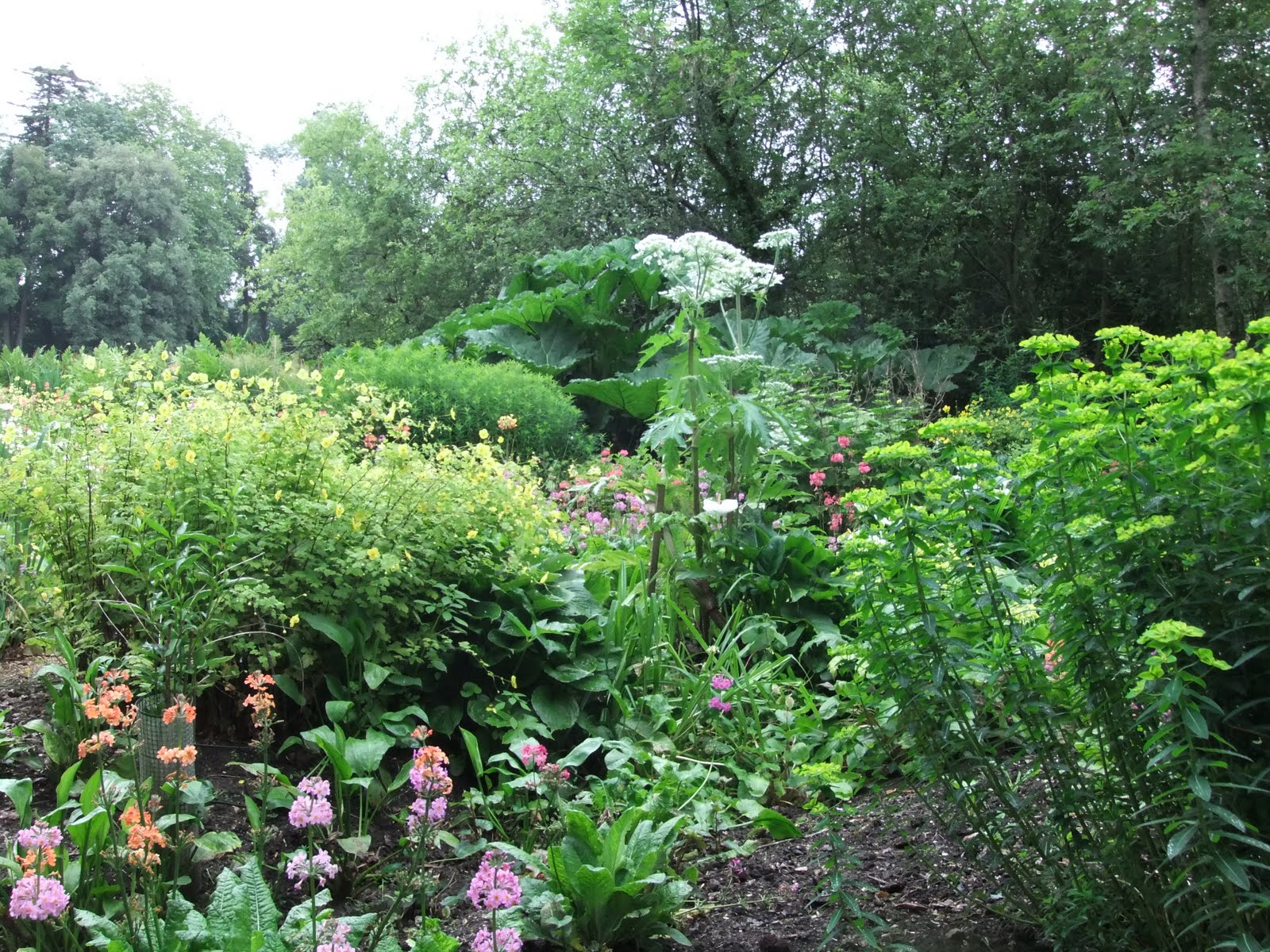 Ramblings from an English Garden: Forde Abbey Bog Garden