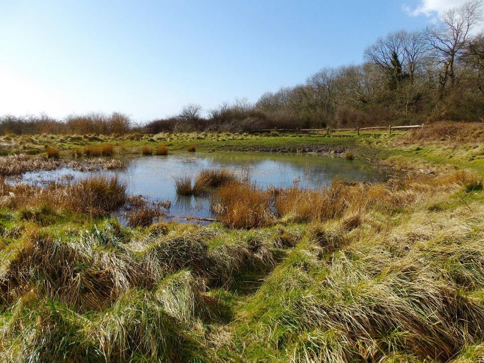 Wool-Whiskers-Walks: Lancing Downs