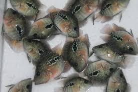 23 JENIS IKAN LOWHAN CONTES DAN PROSES PERKAWIN SILANGAN 2016 - SEMUA ...