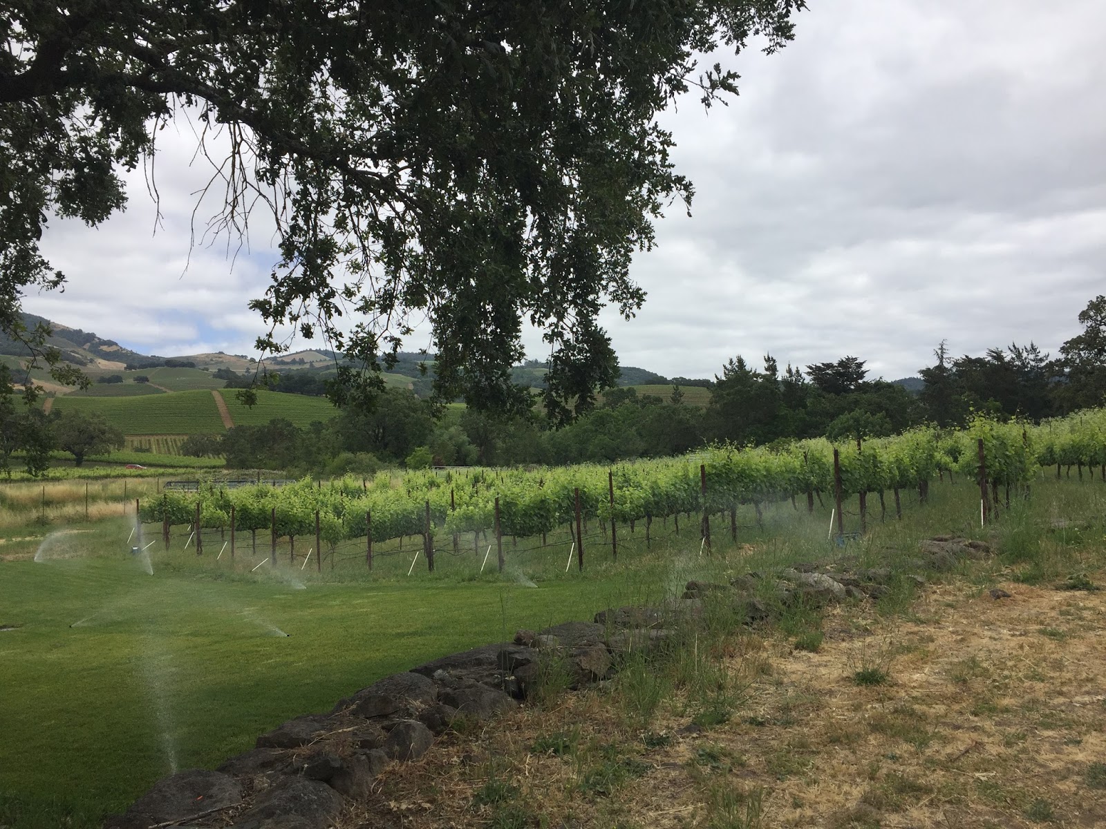 フード＆ワインの日々: ソノマ ワイナリー：ケイブ（洞窟）テイスティング Deerfield Ranch Winery（ディアフィールド ...