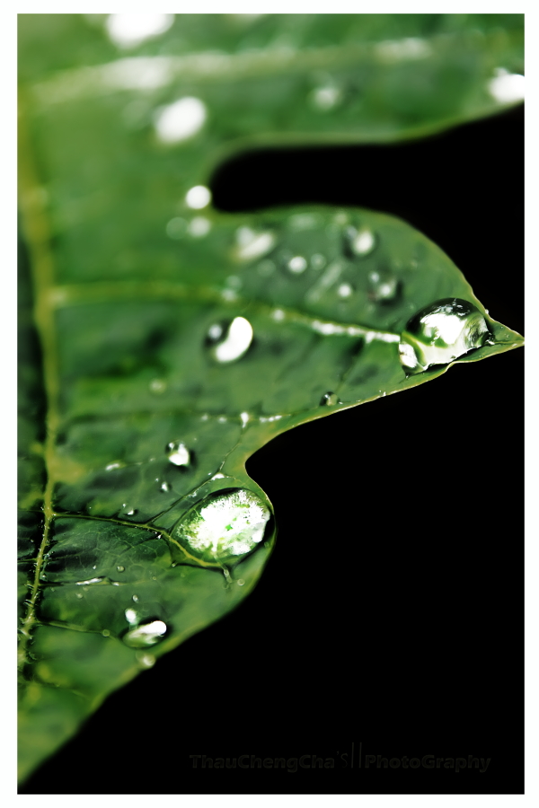 ThauChengCha'S||PhotoGraphy: My Home Town, Kampur