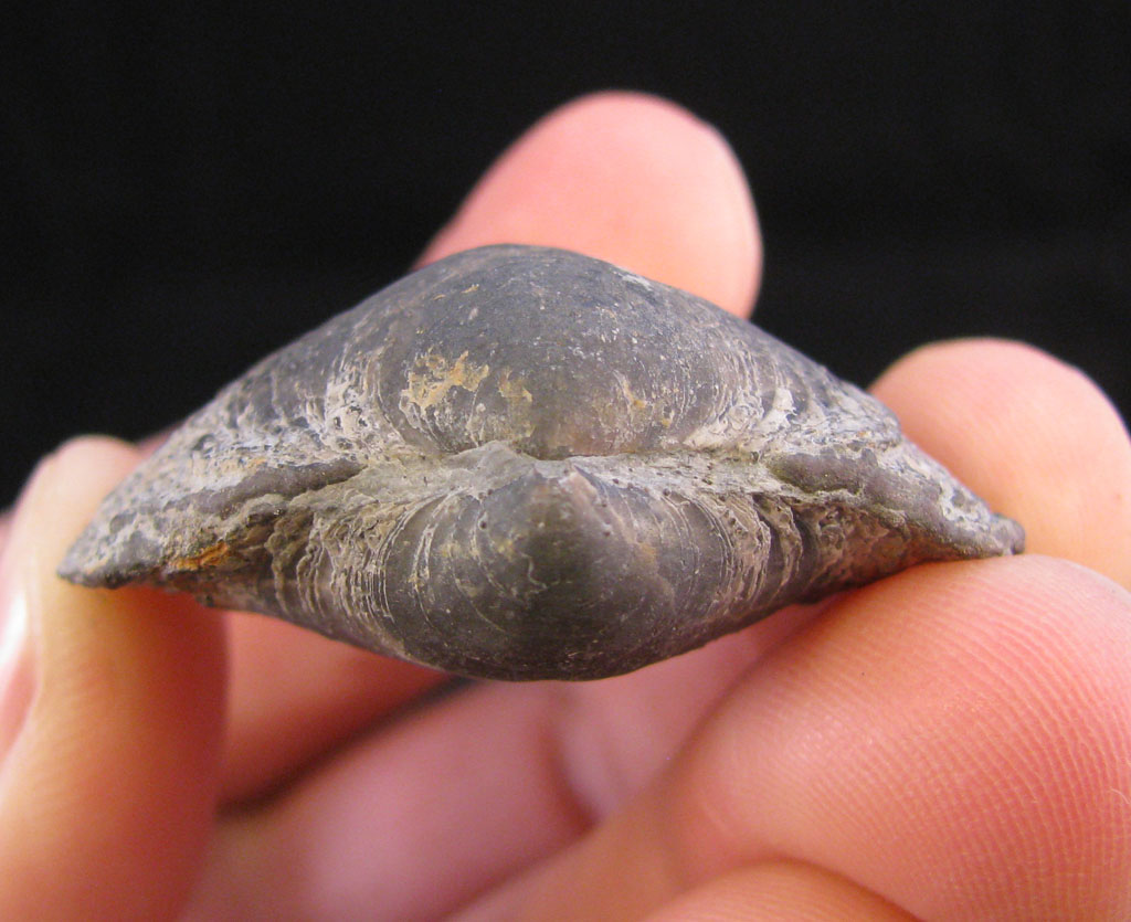 Views of the Mahantango: Athyris spiriferoides brachiopod from the ...