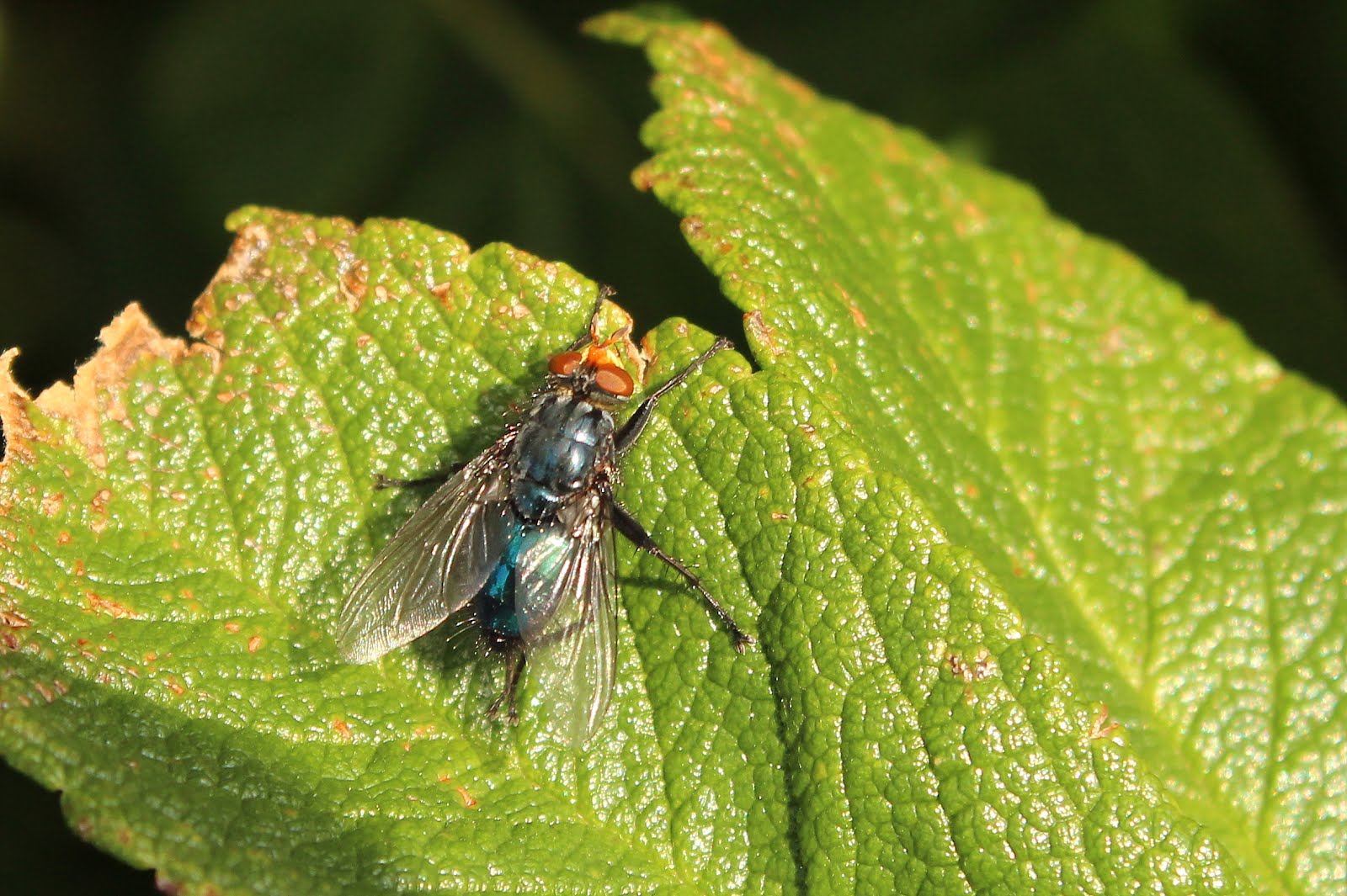 Vlie-gende Insekten: . . Bromvliegen en Vleesvliegen