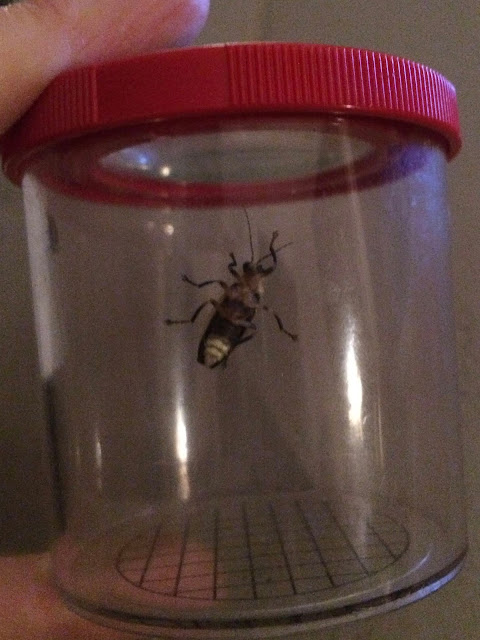 We Love Texas: Firefly