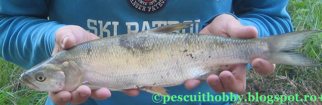 Pescuit hobby: Avatul